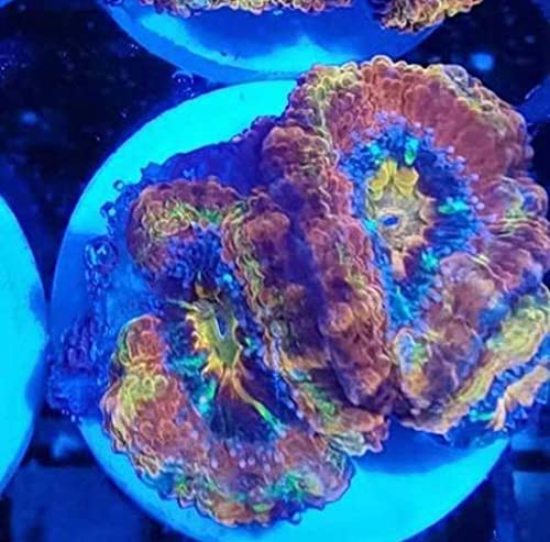 Aquarium Choice Big Size Ceramic Coralline Coral Frag Plugs Coral frag Plate Base