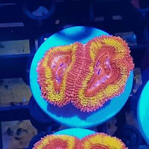 Aquarium Choice Big Size Ceramic Coralline Coral Frag Plugs Coral frag Plate Base