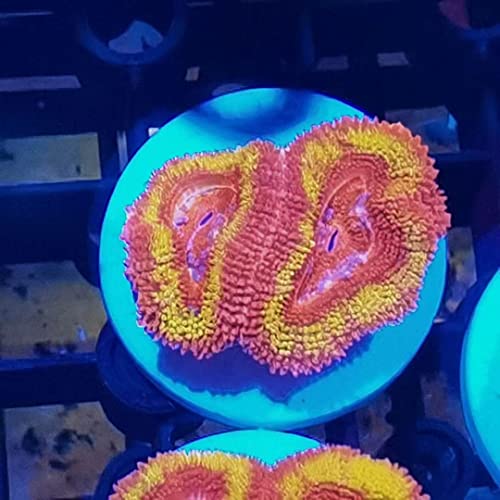 Aquarium Choice Big Size Ceramic Coralline Coral Frag Plugs Coral frag Plate Base