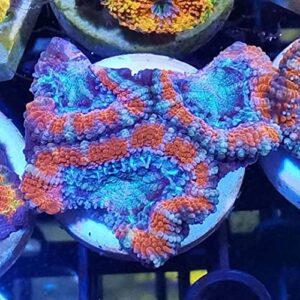 Aquarium Choice Big Size Ceramic Coralline Coral Frag Plugs Coral frag Plate Base