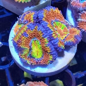 Aquarium Choice Big Size Ceramic Coralline Coral Frag Plugs Coral frag Plate Base