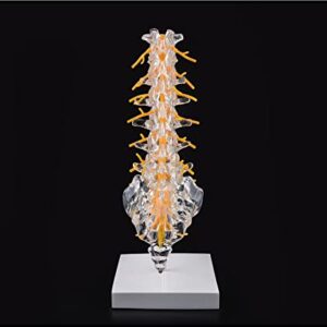 Ultrassist Human Lumbar Spine Model with Sacrum, Spinal Nerves and Herniation Disc, Includes Base for Display, Life Size Spine Model for Medical Education