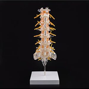 Ultrassist Human Lumbar Spine Model with Sacrum, Spinal Nerves and Herniation Disc, Includes Base for Display, Life Size Spine Model for Medical Education