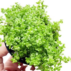 planterest - dwarf baby tears hemianthus callitrichoides 'cuba' potted live aquarium plant tropical freshwater decorations buy2get1free