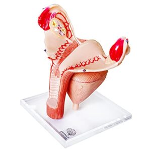 human uterus ovary urinary bladder model on plexiglass base, female reproductive organ model, female genital organ, shows uterus, ovary, vagina, uterine medical teaching anatomical gynecology