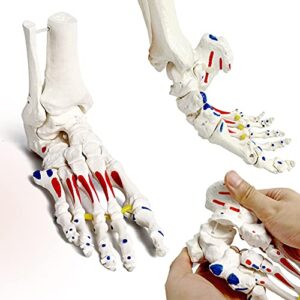 foot skeleton model on elastic, w/tibia-fibula stump strung elastic bungee muscle insertions & origins, natural cast for accurate representation study kinematics podiatrist orthotisit physiotherapist