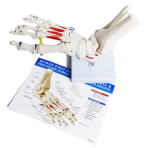 Foot Skeleton Model On Elastic, W/Tibia-Fibula Stump Strung Elastic Bungee Muscle Insertions & Origins, Natural Cast for Accurate Representation Study Kinematics Podiatrist Orthotisit Physiotherapist