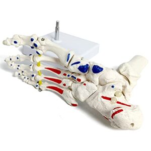 Foot Skeleton Model On Elastic, W/Tibia-Fibula Stump Strung Elastic Bungee Muscle Insertions & Origins, Natural Cast for Accurate Representation Study Kinematics Podiatrist Orthotisit Physiotherapist