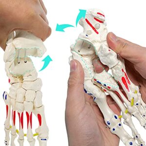 Foot Skeleton Model On Elastic, W/Tibia-Fibula Stump Strung Elastic Bungee Muscle Insertions & Origins, Natural Cast for Accurate Representation Study Kinematics Podiatrist Orthotisit Physiotherapist