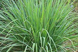 lemongrass seeds - 100 seeds - easy to grow herb - ships from iowa, made in usa - grow lemon grass