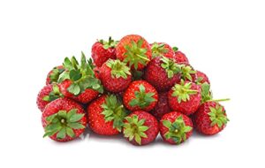 seascape everbearing strawberry bare roots plants, 25 per pack, hardy plants non gmo