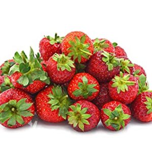 Seascape Everbearing Strawberry Bare Roots Plants, 25 per Pack, Hardy Plants Non GMO