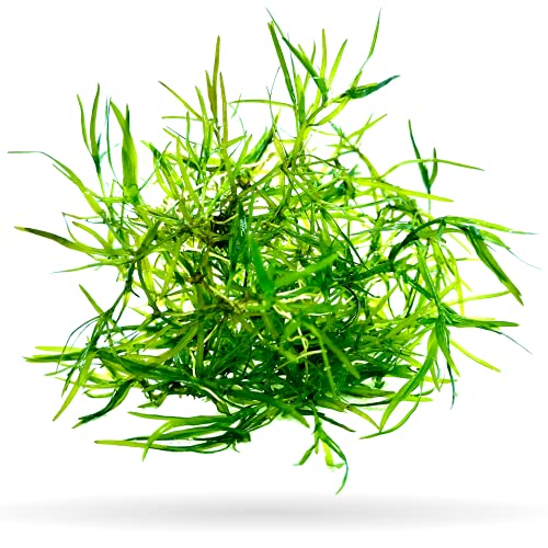 Guppy Grass (+Free Bonus Plant) Live Aquatic Plant for Aquarium (Najas Guadalupensis)