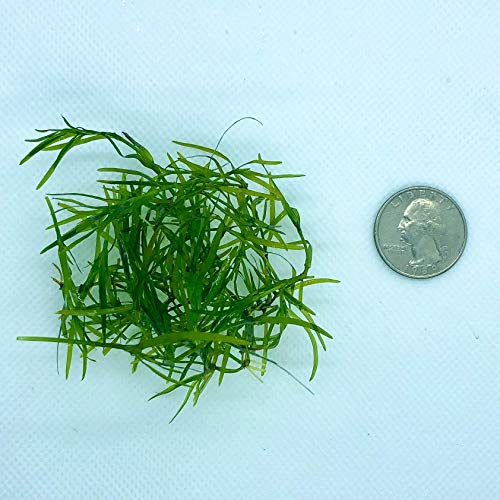 Guppy Grass (+Free Bonus Plant) Live Aquatic Plant for Aquarium (Najas Guadalupensis)