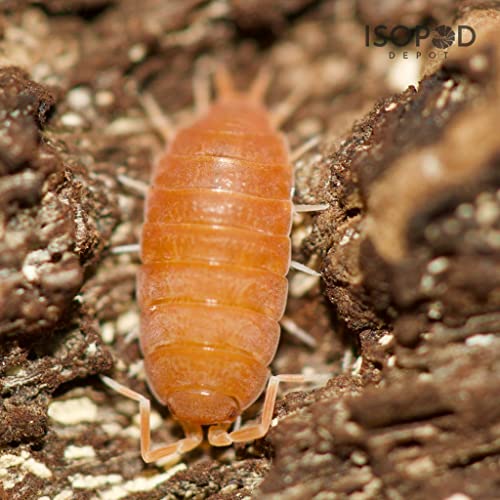 Isopod Depot Live Powder Orange Isopods Porcellionides Pruinosus Bioactive Cleanup Crew