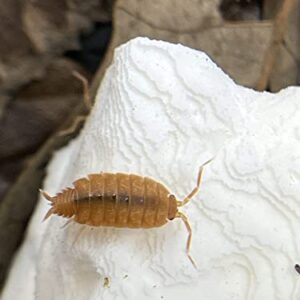 Isopod Depot Live Powder Orange Isopods Porcellionides Pruinosus Bioactive Cleanup Crew