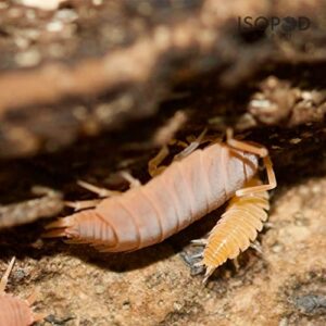 Isopod Depot Live Powder Orange Isopods Porcellionides Pruinosus Bioactive Cleanup Crew