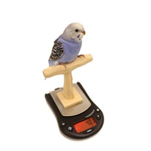 Mini NU Perch Parakeet Training Scale - Small Parrots & Parakeets