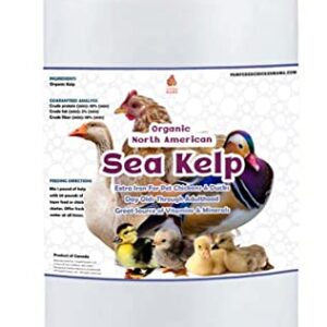 Pampered Chicken Mama Organic Chicken Kelp: Chicken Vitamins Supplement & Duck Feed Supplement 1LB