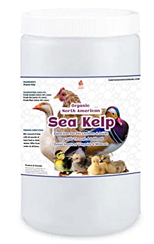 Pampered Chicken Mama Organic Chicken Kelp: Chicken Vitamins Supplement & Duck Feed Supplement 1LB