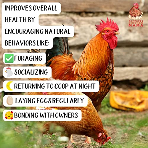 Pampered Chicken Mama Organic Chicken Kelp: Chicken Vitamins Supplement & Duck Feed Supplement 1LB