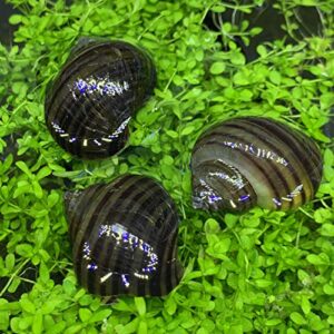 shore aquatic llc black mystery snails 3 pk (pomacea bridgesii) with java moss - insulated priority mail