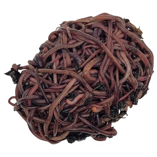 HomeGrownWorms.com - 500+ (1/2 LB) Live Red Wiggler Worms + Free Care Sheet! Sustainably Raised - Fast Live Delivery Guaranteed! Vermicomposting Garden Wrigglers Eisenia Fetida