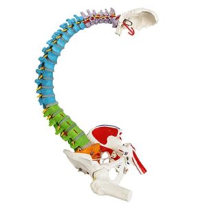 NEW HORIZON Scientific Spinal Cord Model,Skeleton Model -34" Life Size Spinal Column Model with Vertebrae, Nerves, Arteries, Lumbar Column, and Male Pelvis, Includes Stand (Good After-Sales)