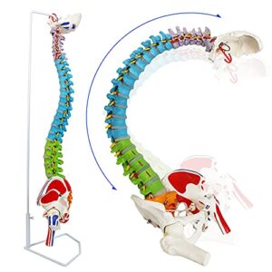 NEW HORIZON Scientific Spinal Cord Model,Skeleton Model -34" Life Size Spinal Column Model with Vertebrae, Nerves, Arteries, Lumbar Column, and Male Pelvis, Includes Stand (Good After-Sales)