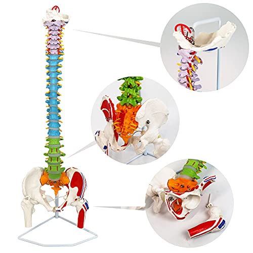 NEW HORIZON Scientific Spinal Cord Model,Skeleton Model -34" Life Size Spinal Column Model with Vertebrae, Nerves, Arteries, Lumbar Column, and Male Pelvis, Includes Stand (Good After-Sales)