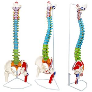 NEW HORIZON Scientific Spinal Cord Model,Skeleton Model -34" Life Size Spinal Column Model with Vertebrae, Nerves, Arteries, Lumbar Column, and Male Pelvis, Includes Stand (Good After-Sales)