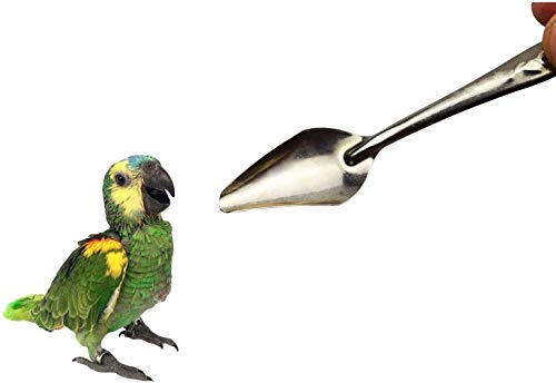 Quluxe 5 Pcs Bird Parrot Stainless Steel Metal Feeding Spoon, Special Feeding Scoop Medicine Spoons Hand Feeding Spoons for Peony Cockatiel Parrot