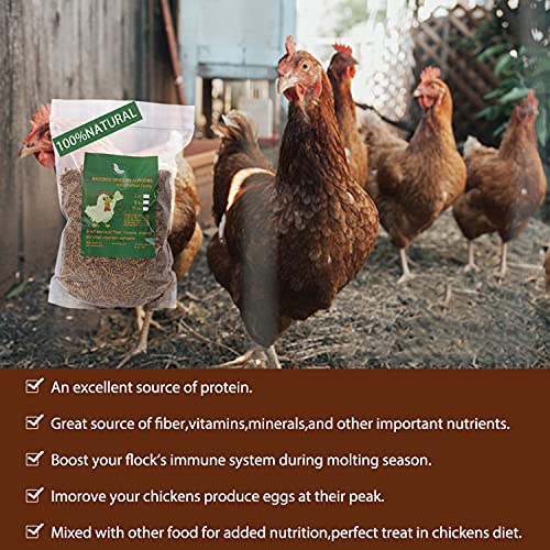 Euchirus Non-GMO High-Protein Large Dried Mealworms for Chickens, Natural Grubs and Poultry Treats as Chicken Feed,Duck Food, Wild Birds Seed,Fish Food,Reptile Food,Amphibian Food(Mealworms-5LB)