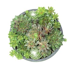 live sempervivum planter bowl, sempervivum succulents plants, hens and chicks succulent plants, sempervivum plants succulent planter, mini succulents plants hens and chicks planter by plants for pets