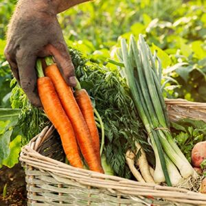 Purely Organic Products Purely Organic Heirloom Carrot Seeds (Scarlet Nantes) - Approx 1800 Seeds