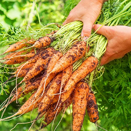 Purely Organic Products Purely Organic Heirloom Carrot Seeds (Scarlet Nantes) - Approx 1800 Seeds