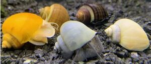 shore aquatic llc mystery snail 3pk (pomacea bridgesii) mix colored pack with java moss - live freshwater snails insulated priority mail