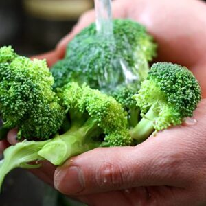 Purely Organic Products Purely Organic Heirloom Broccoli Seeds (Heirloom Waltham 29) Approx 750 Seeds