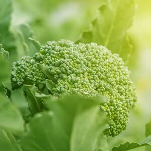 Purely Organic Products Purely Organic Heirloom Broccoli Seeds (Heirloom Waltham 29) Approx 750 Seeds