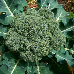 Purely Organic Products Purely Organic Heirloom Broccoli Seeds (Heirloom Waltham 29) Approx 750 Seeds