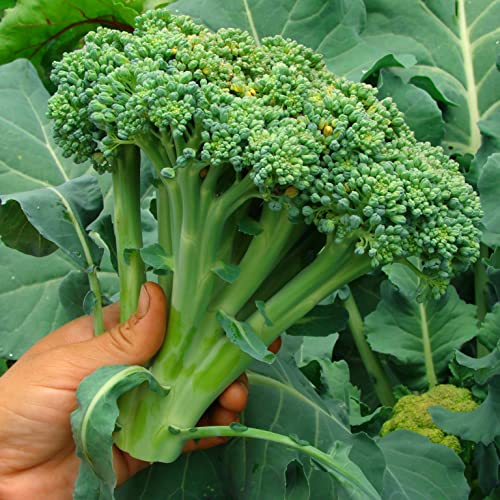 Purely Organic Products Purely Organic Heirloom Broccoli Seeds (Heirloom Waltham 29) Approx 750 Seeds