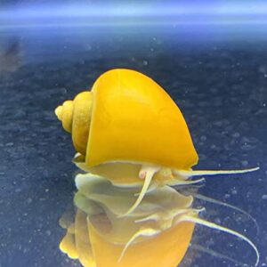 Shore Aquatic LLC Gold Mystery Snails x3 (Pomacea Bridgesii) with Java Moss Live Freshwater Snail-Insulated Priority Mail