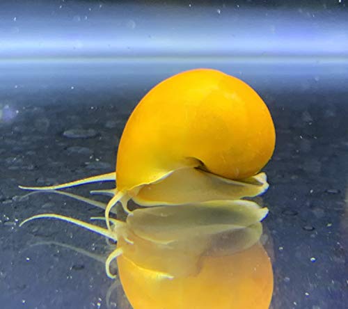 Shore Aquatic LLC Gold Mystery Snails x3 (Pomacea Bridgesii) with Java Moss Live Freshwater Snail-Insulated Priority Mail