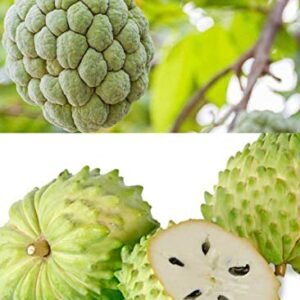 10+ Soursop Graviola Guanabana Annona Muricata Fruit Tree Seeds Fresh Tropical Fruit