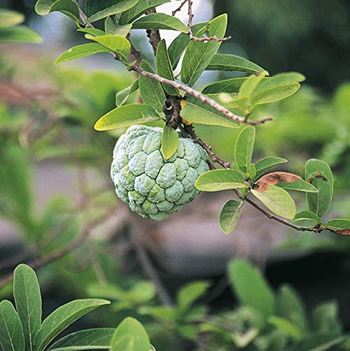 10+ Soursop Graviola Guanabana Annona Muricata Fruit Tree Seeds Fresh Tropical Fruit