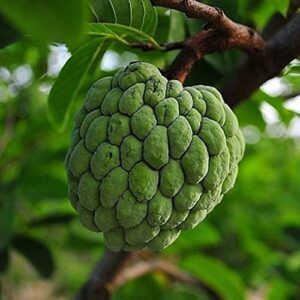 10+ Soursop Graviola Guanabana Annona Muricata Fruit Tree Seeds Fresh Tropical Fruit