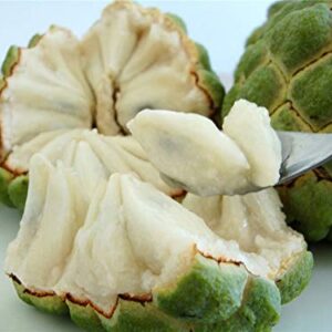 10+ Soursop Graviola Guanabana Annona Muricata Fruit Tree Seeds Fresh Tropical Fruit