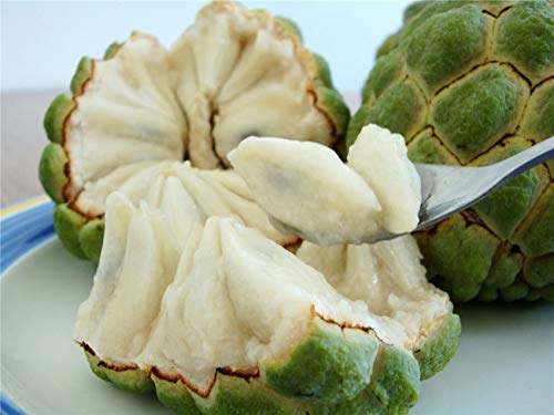 10+ Soursop Graviola Guanabana Annona Muricata Fruit Tree Seeds Fresh Tropical Fruit