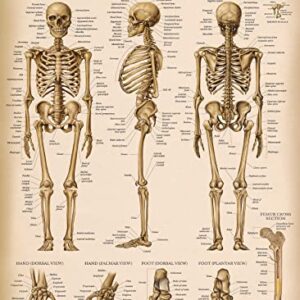 Palace Learning Vintage Muscular & Skeletal System Anatomical Chart Set - Human Skeleton & Muscle Anatomy Posters (LAMINATED, 18" x 24")