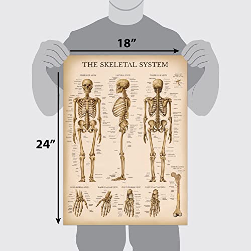 Palace Learning Vintage Muscular & Skeletal System Anatomical Chart Set - Human Skeleton & Muscle Anatomy Posters (LAMINATED, 18" x 24")